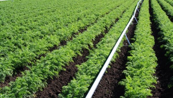 Complete Guide to Irrigation Pipes | Rainfaun